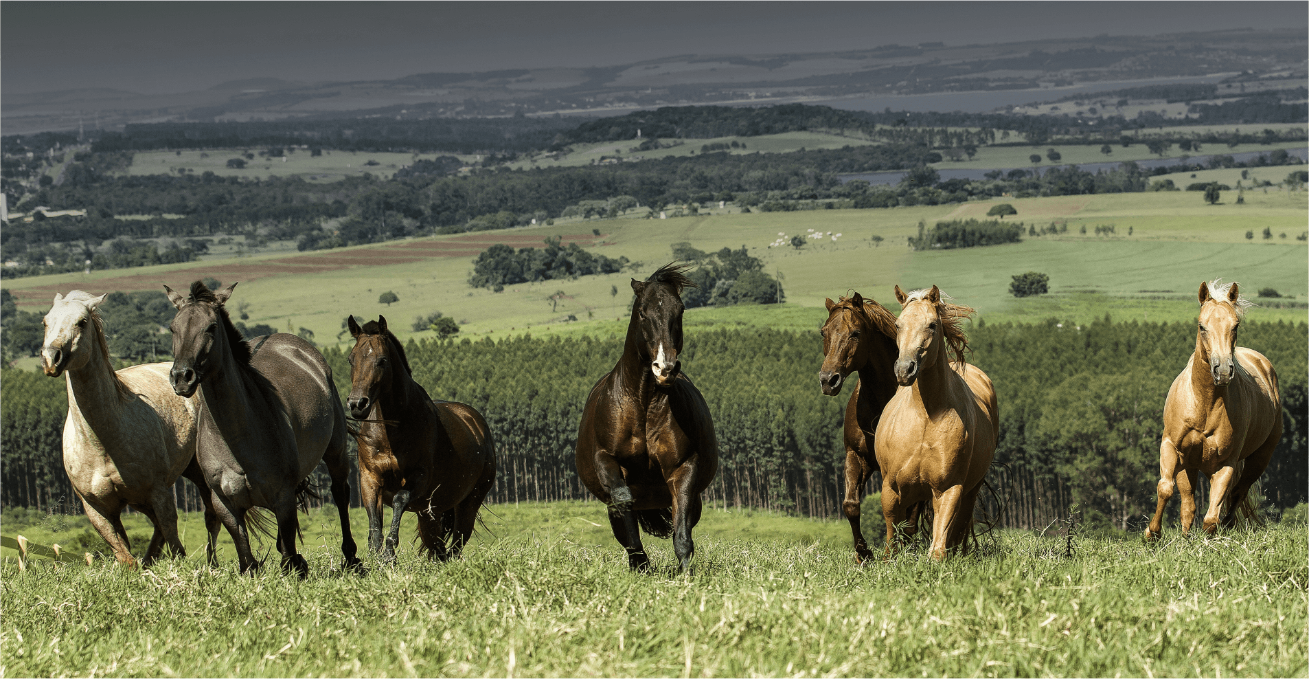 Como manter a Saúde e Produtividade dos Equinos? - Nobre NutriçãoNobre ...