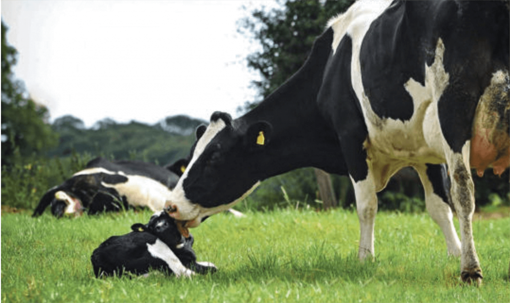 Cuidados com a alimentação no pré-parto das vacas de leite - Nobre ...
