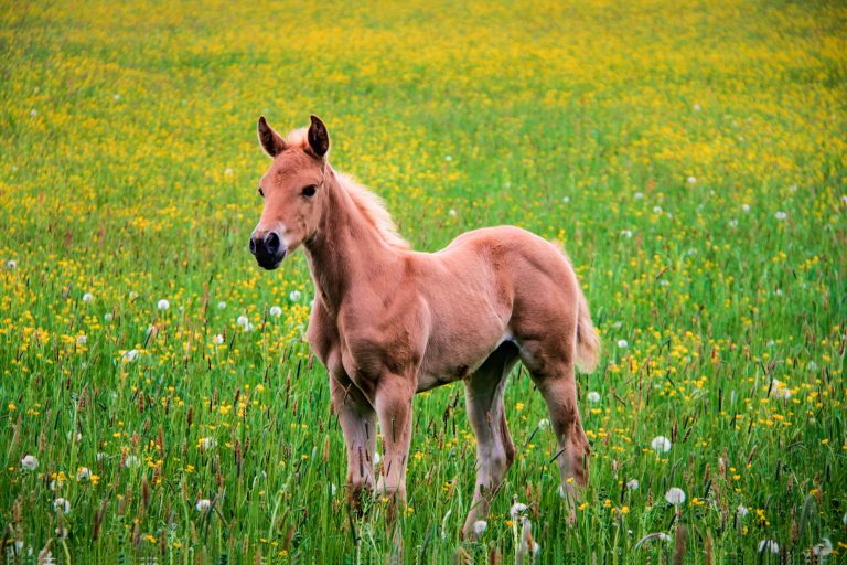 Nutrição de Potros - Nobre NutriçãoNobre Nutrição